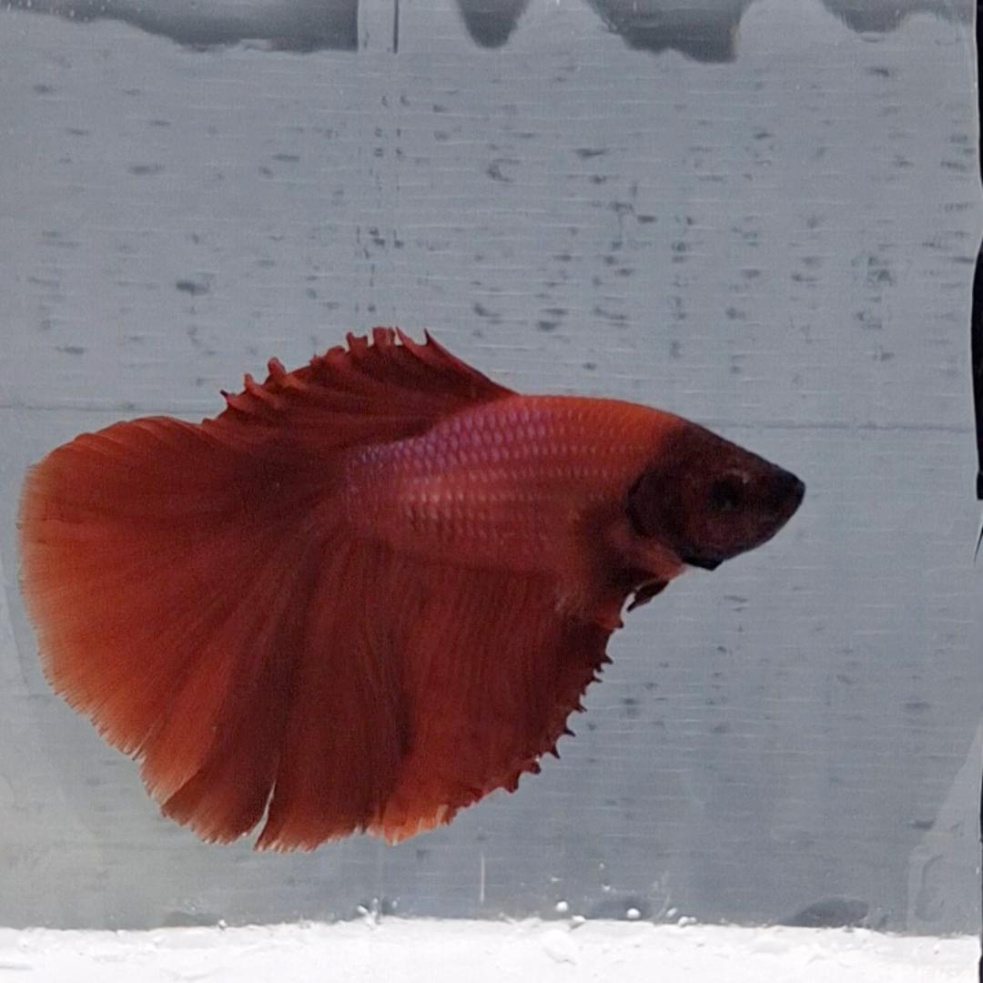 Vendita Pesce Combattente Ornamentale Betta Splendens Halfmoon Red ...