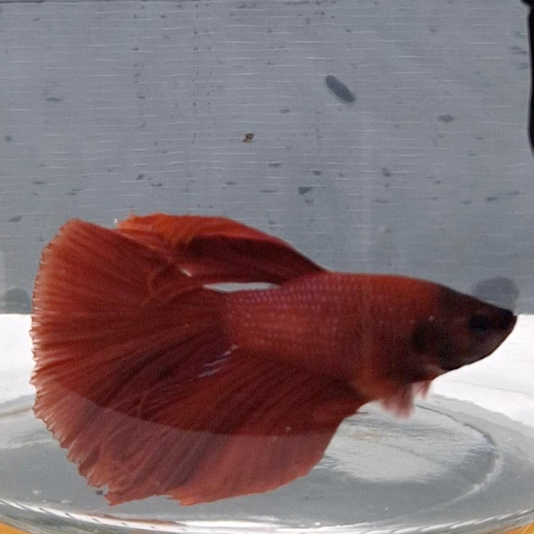 Vendita Pesce Combattente Ornamentale Betta Splendens Halfmoon Red ...