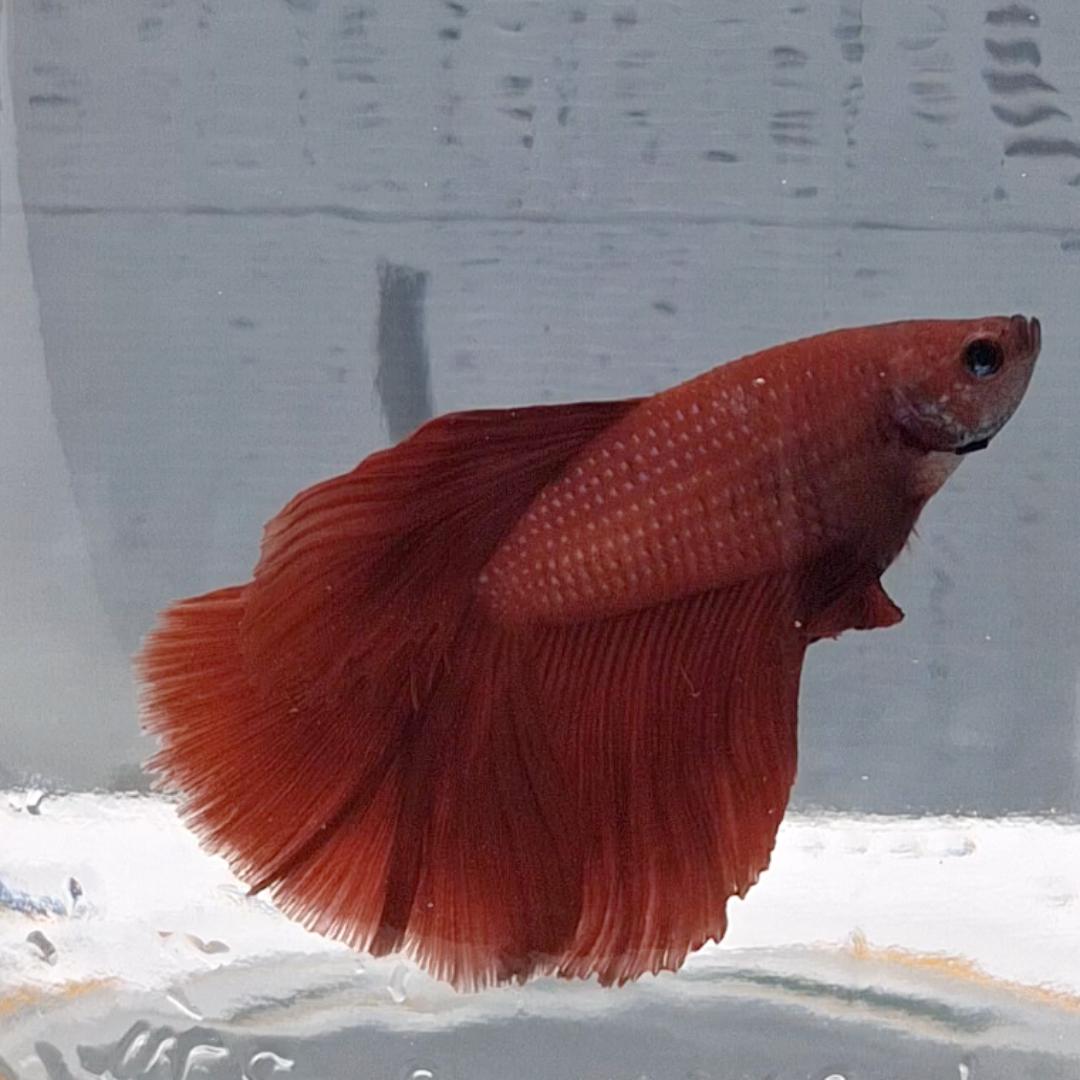 Vendita Pesce Combattente Ornamentale Betta Splendens Halfmoon Red ...