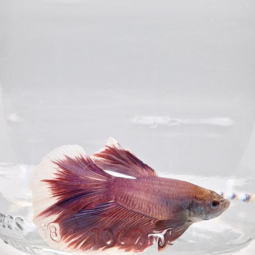 Vendita Pesce Combattente Ornamentale Betta Splendens Halfmoon Lavander ...