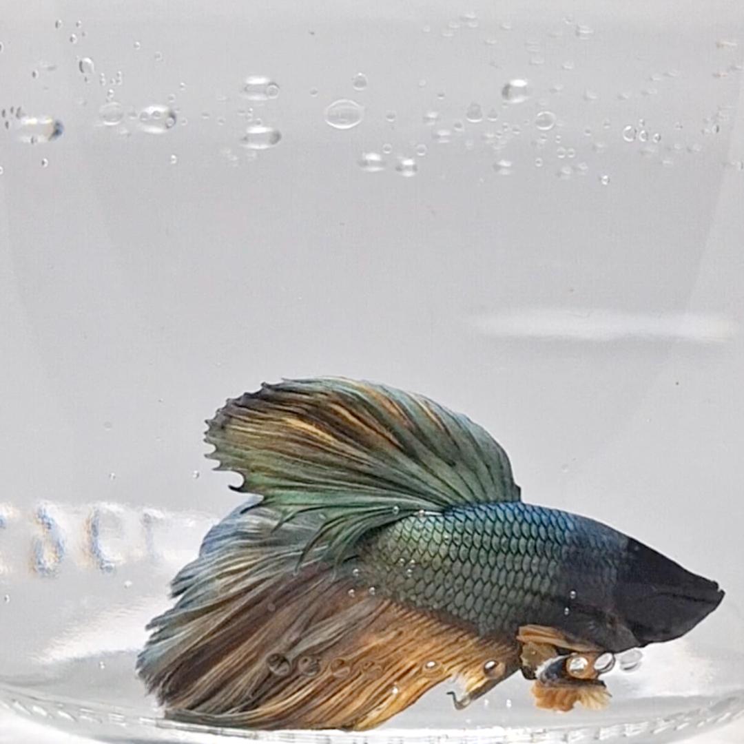 Vendita Pesce Combattente Ornamentale Betta Splendens Halfmoon Copper ...