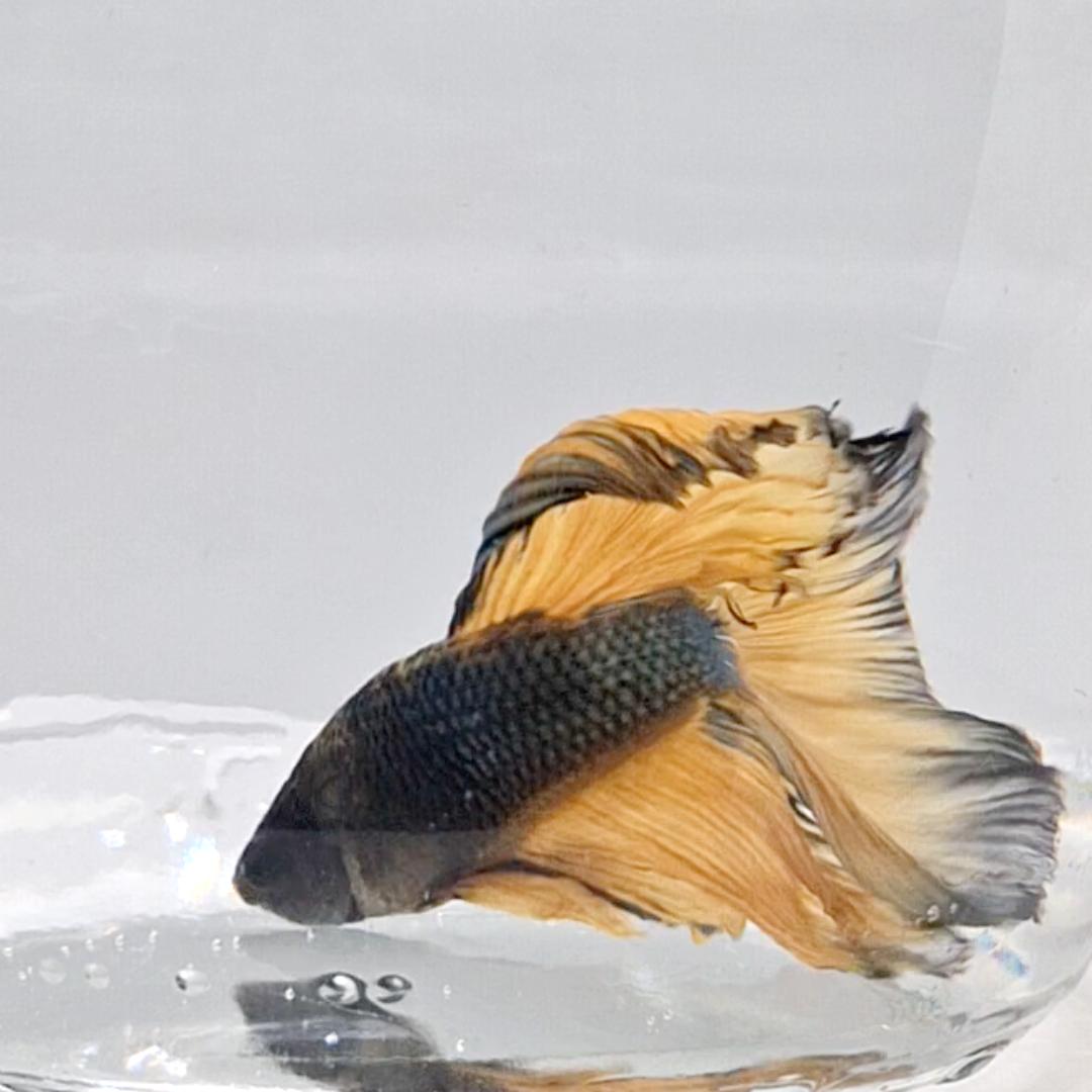 Vendita Pesce Combattente Ornamentale Betta Splendens Halfmoon Mustard ...